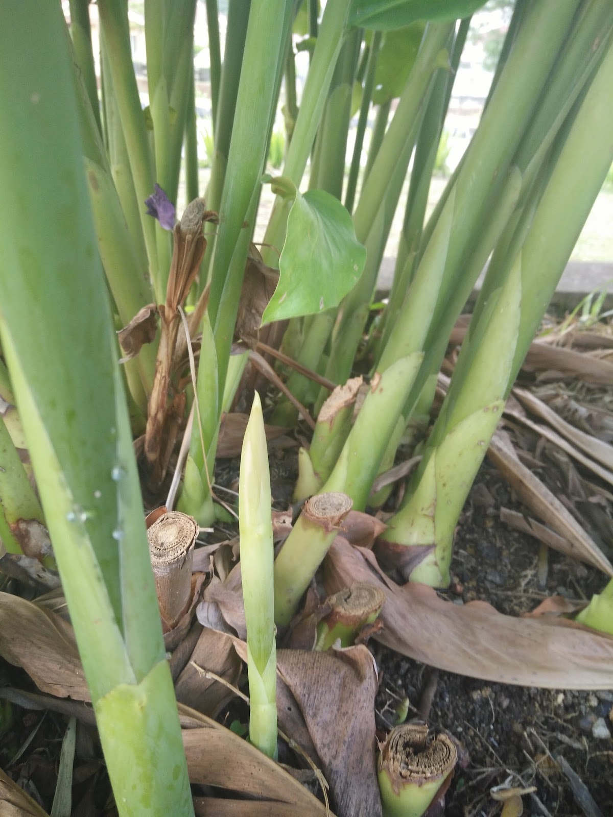 LAMAN DEPAN dan DAPURKU: Kantan oh kantan