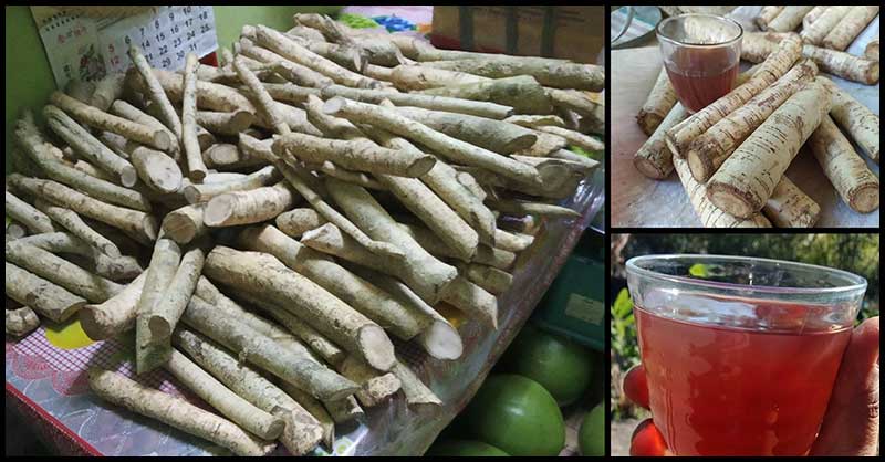 Alingatong Roots: An Effective Natural Remedy For Enlarged Prostate ...