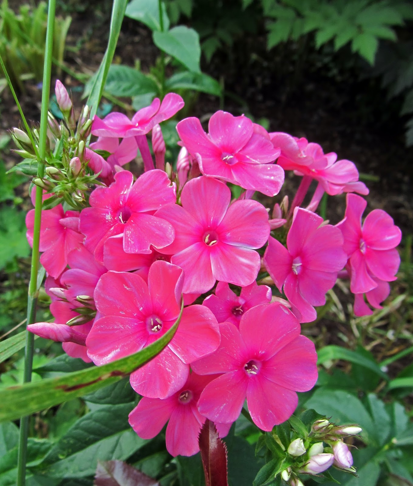 Gatsbys Gardens: The Joys Of July