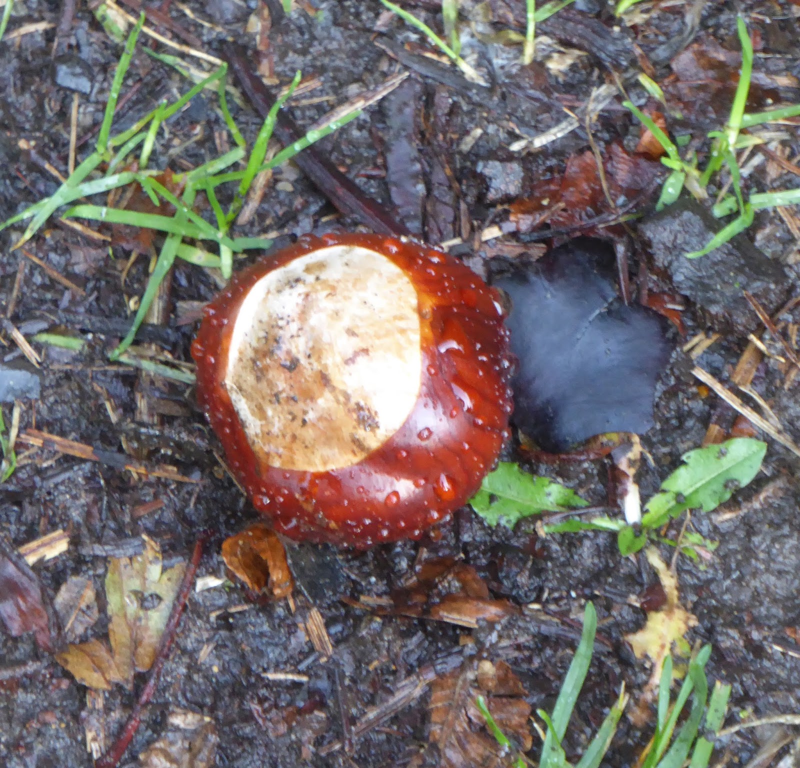 Wild and Wonderful: Words, Key Components of Nature Writing