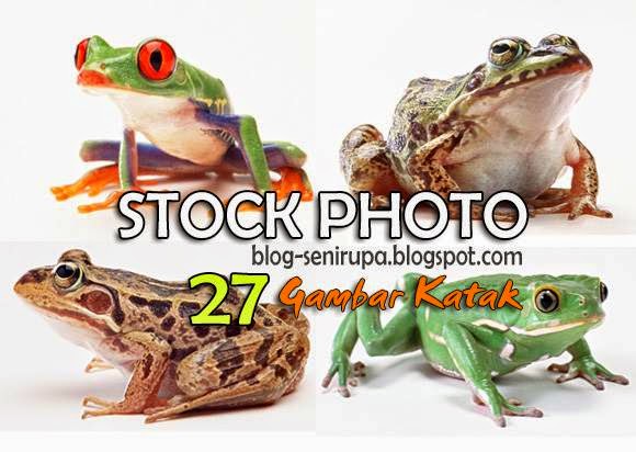27 Stock Photo Gambar Katak High Resolution