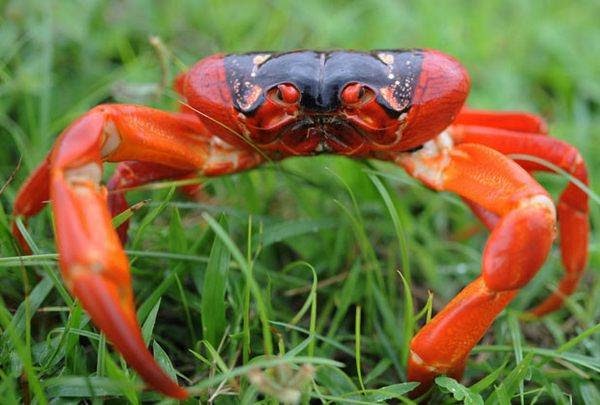 SahabatSejati: Hijrah Ketam Merah..