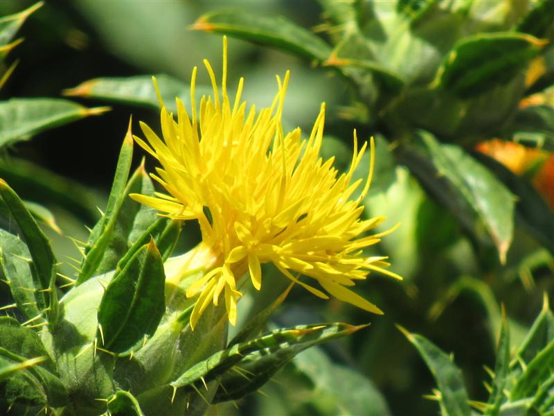 Safflowers & Sunflowers... - HAERR TRIPPIN'