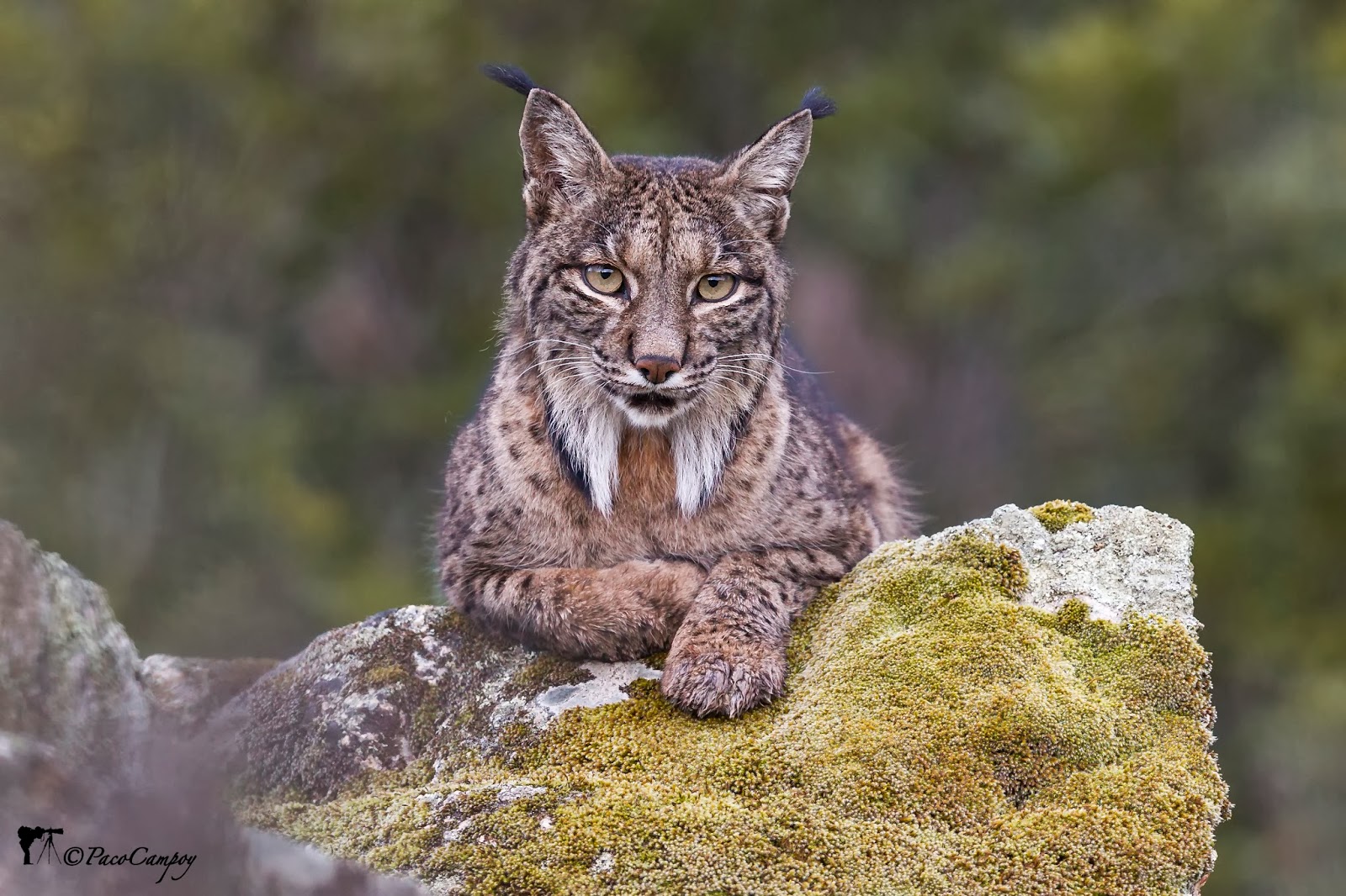 Campo y Fotografía: LINCE IBERICO
