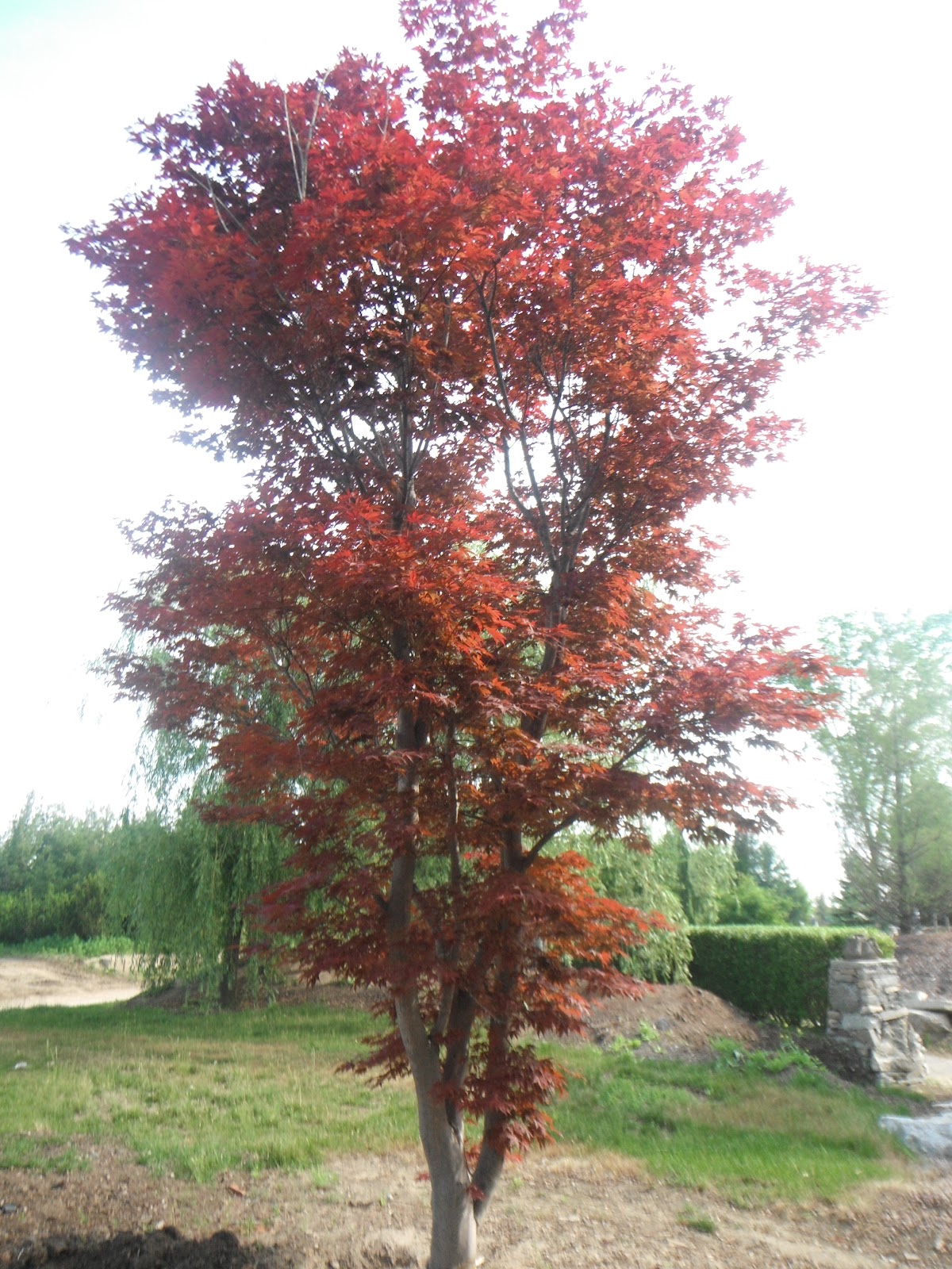 Large Tree Installations | Large Trees – Tight Spaces