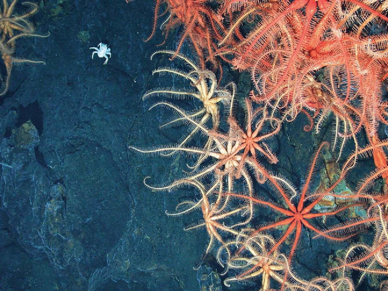 Real Monstrosities: Brisingid Starfish