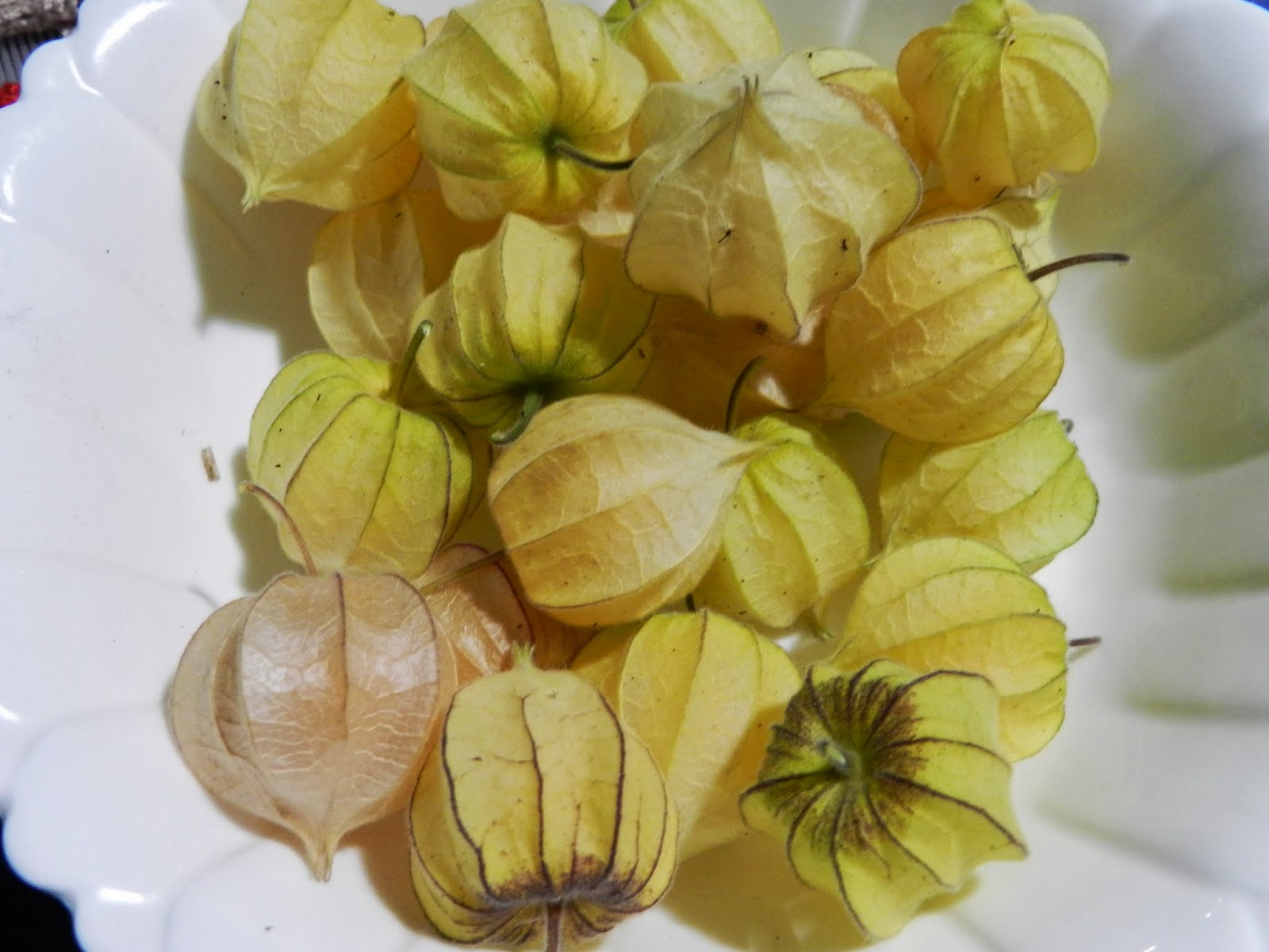 Pássaros e Flores: Physalis