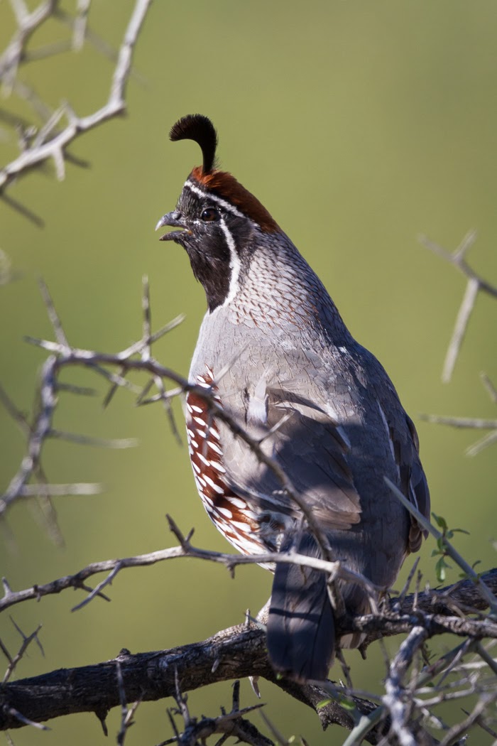 Whimbrel Nature: Gamboling Gambel's