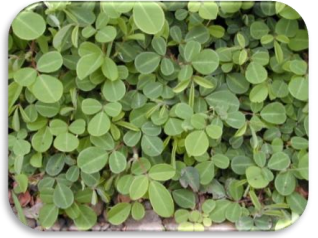 Desmodium hijau daun (Desmodium intortum)