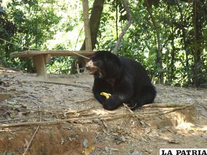 Balú, el oso que se recupera en el Parque Machía | Mis Mascotas