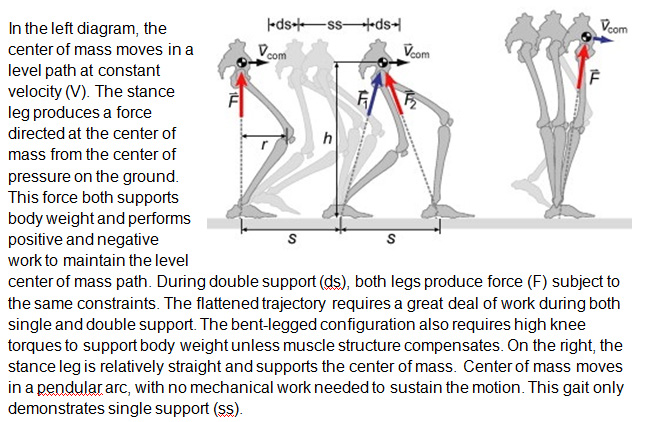 Bigfoot Week: Bigfoot Anatomy - Foot Theory