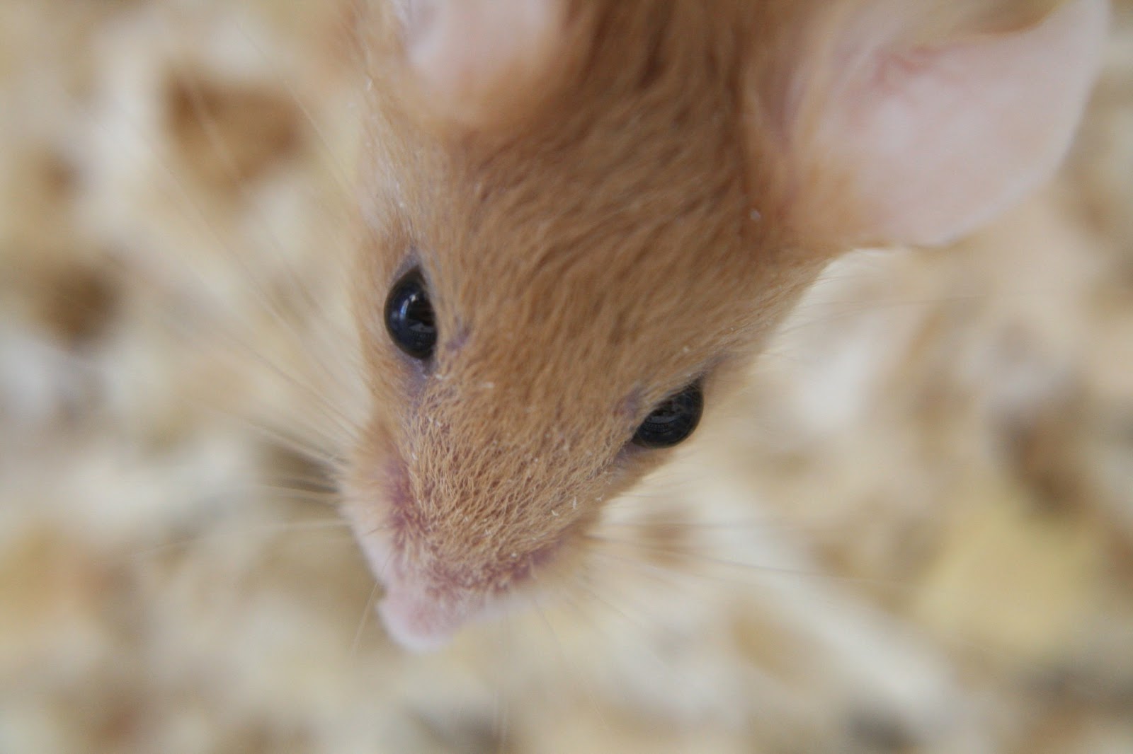 Mus Musculus: Características de M.Musculus