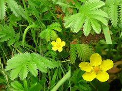 Plante Medicinale - pentru sanatatea ta!: Coada racului