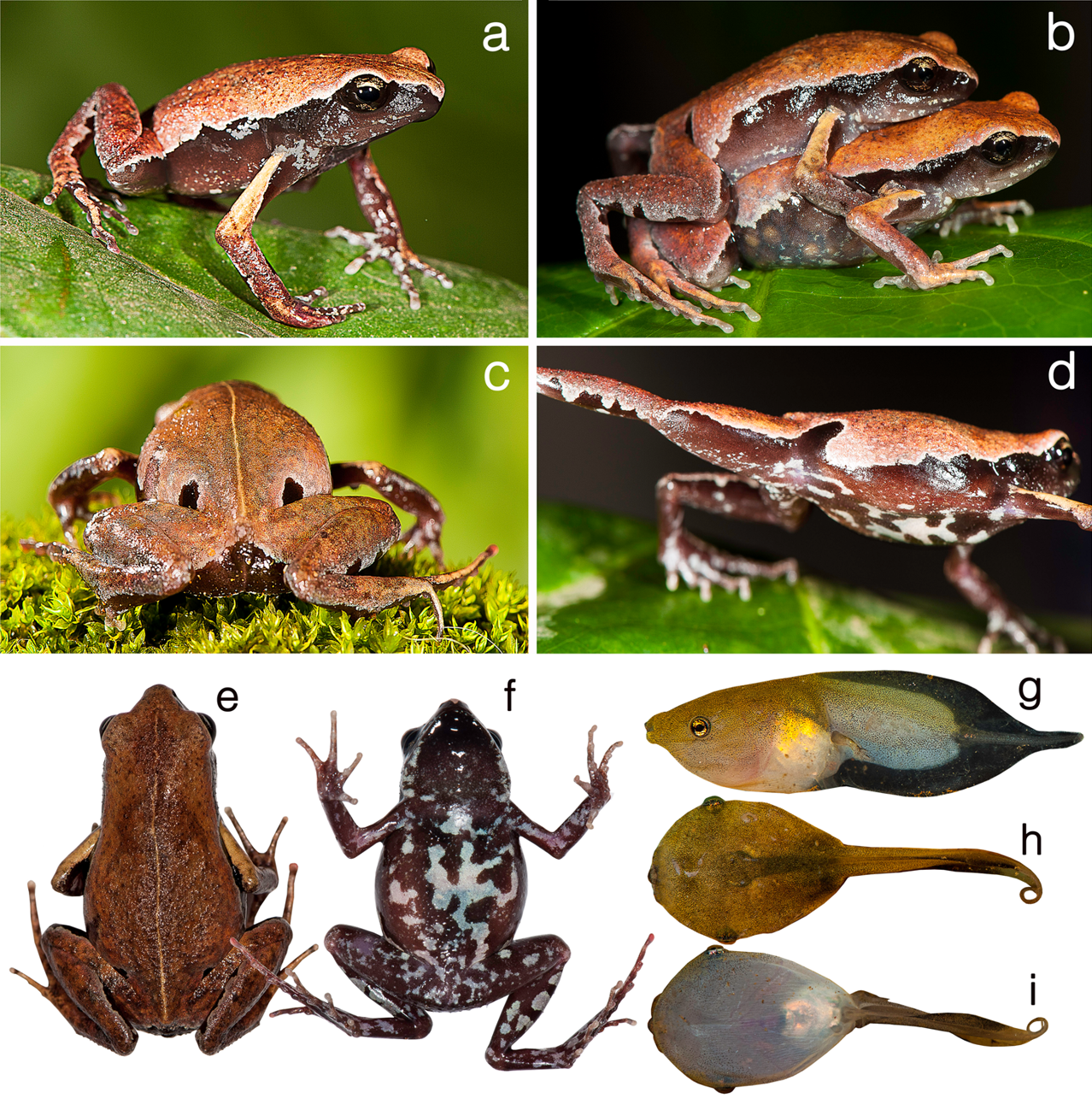 Species New to Science: [Herpetology • 2019] Mysticellus franki • A New ...