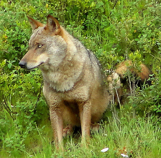 EXPRESSO DA LINHA: O LOBO IBÉRICO