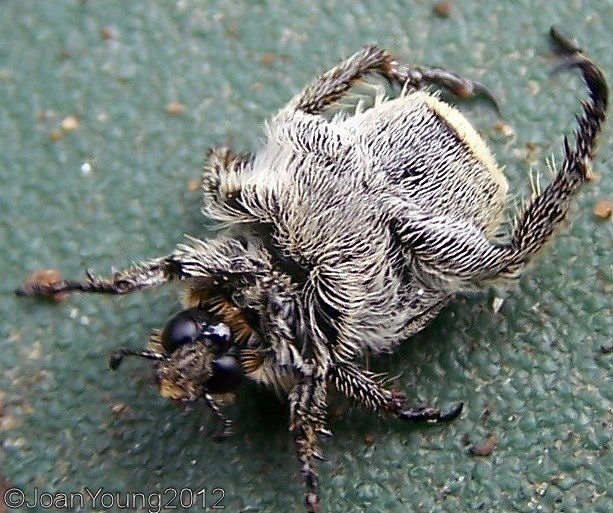 South African Photographs: Monkey Beetle (Eriesthis gutttata)