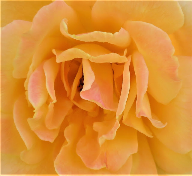 Living Rootless: Mexico City: The Caravan: The Roses Left Behind