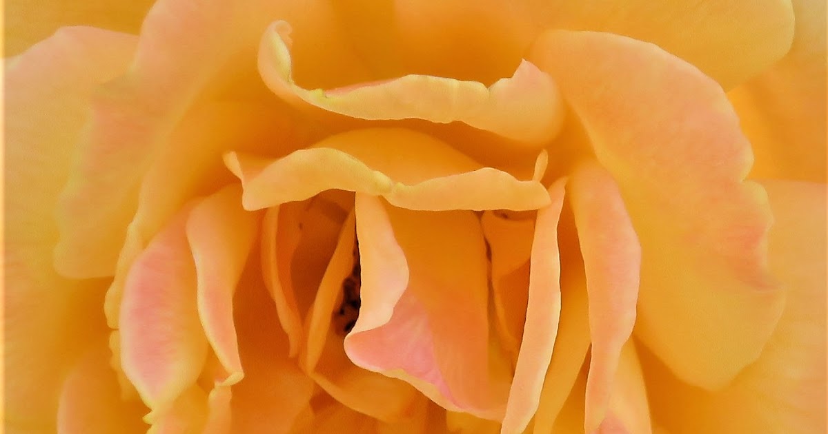 Living Rootless: Mexico City: The Caravan: The Roses Left Behind