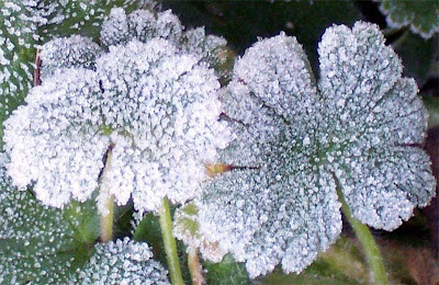 LA NUEVA CARAVANA: ESCARCHA