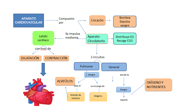 APARTO CARDIOVASCULAR Y TEJIDO SANGUÍNEO.