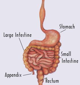 Medical Natural Intestine Appendix | medical natural