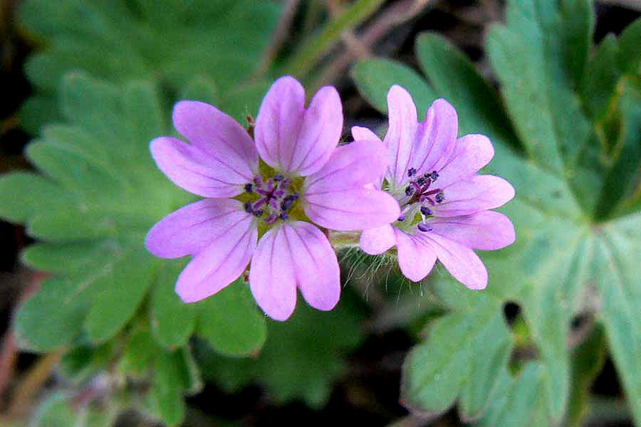 Wildflowers of Andalucia: Geranium molle