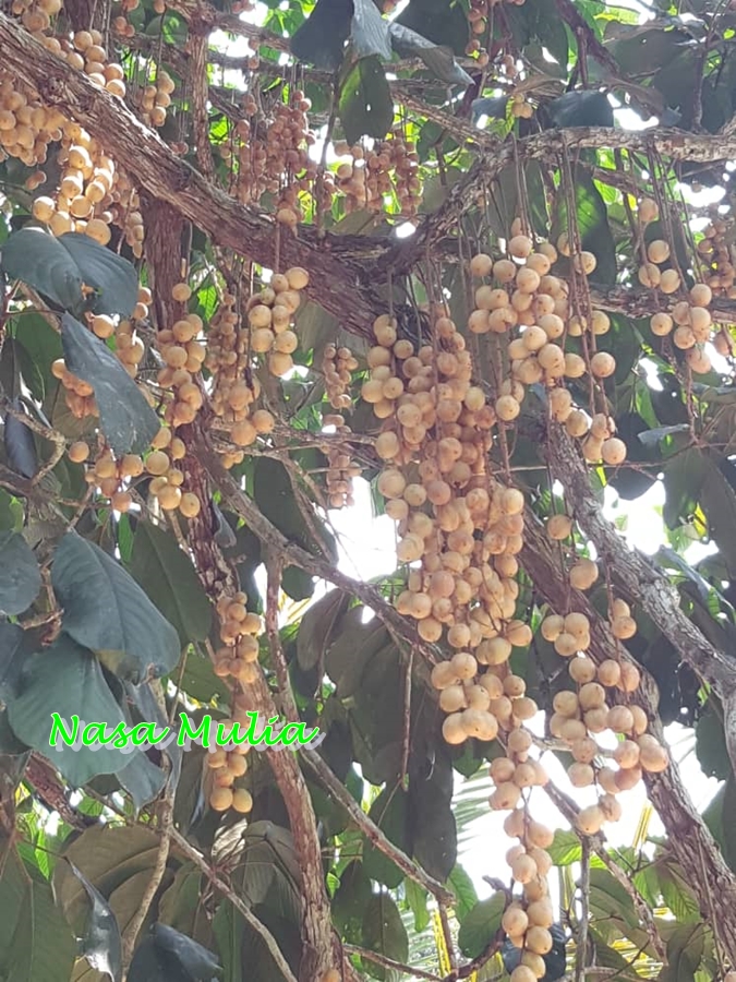 warna warni hidupku..............: Pokok Buah Rambai