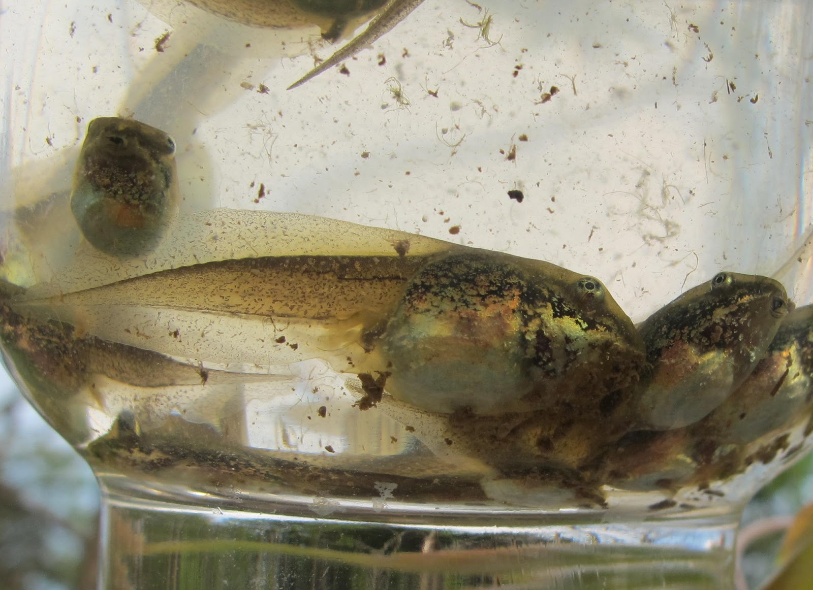 Blue Jay Barrens: Tadpoles