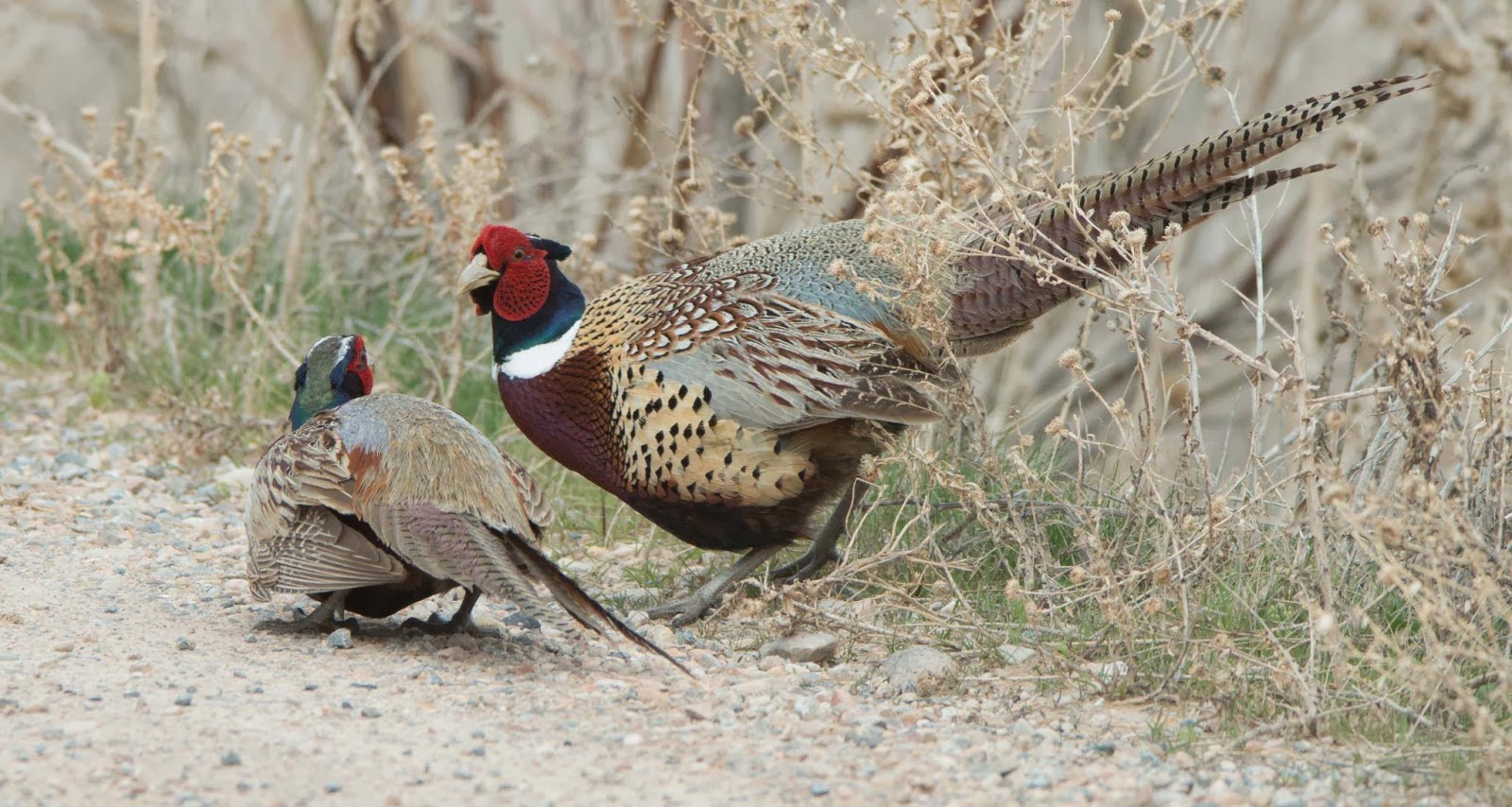 MYSLIVOST: Bažant obecný Bažant královský, Drobná zvěř, Poslední hon ...