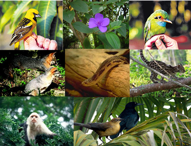 Parque Nacional CERRO VERDE (El Salvador)