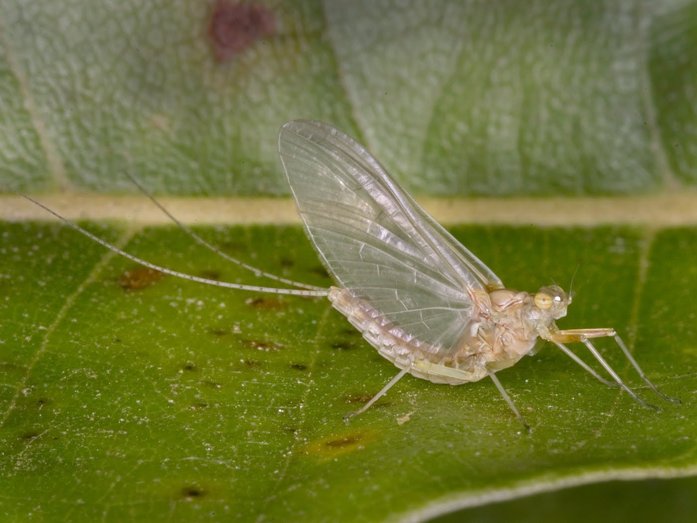 Wildlife at Alton Water Reservoir: Chloeon dipterun ~ Small Mayfly