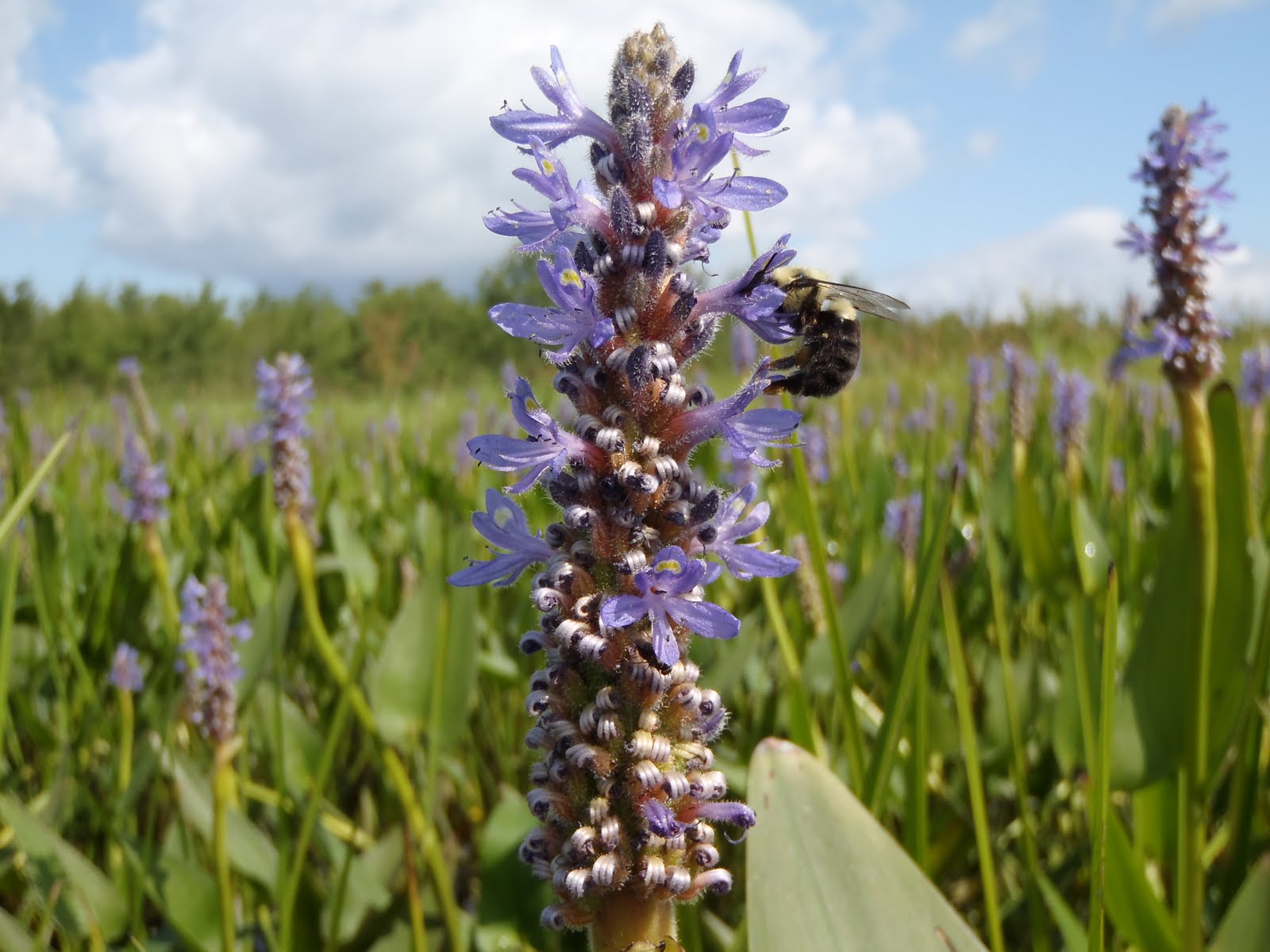 The Maine Outdoorsman: Macro Flower Photography - Pickerelweed