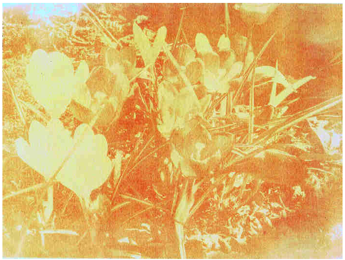 Methods: Anthotype artists