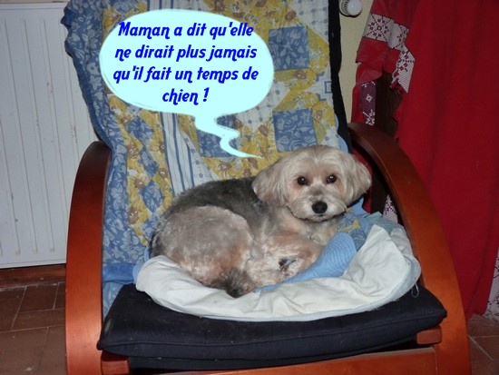 LE BLOG du KIKI et Cie dont ABY & ORION: EXPRESSION "UN TEMPS DE CHIEN