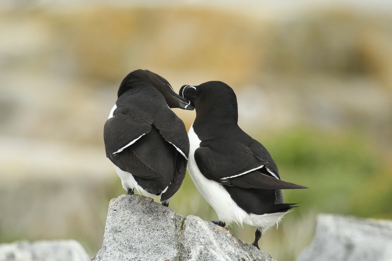Tails of Birding: Alcid Courtship