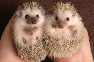 Wait! I Have a Blog?!: Hedgehog Hodgepodge