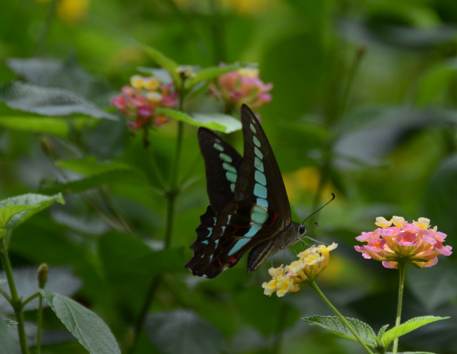 extraOrdinaryRamblings: 5 ways of looking at a butterfly