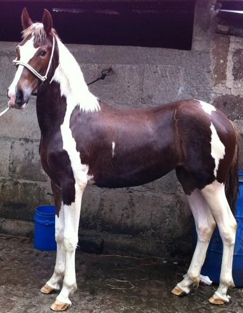 Caballos pintos en venta - Imagui