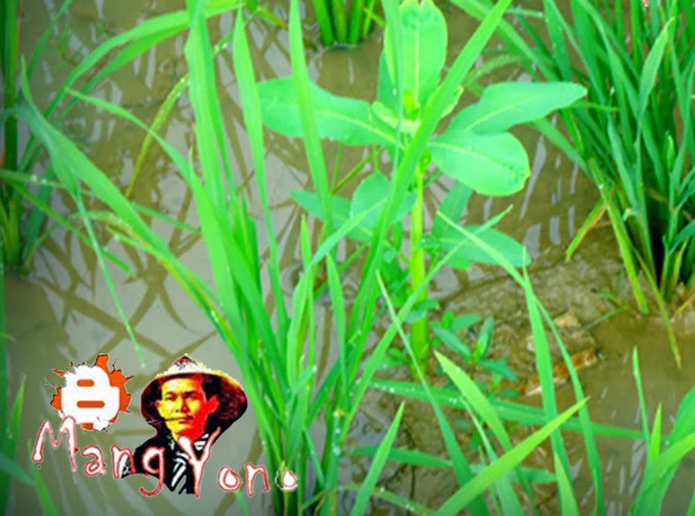 Tumbuhan yang bisa dijadikan lalapan mentah ~ Blog Mang Yono