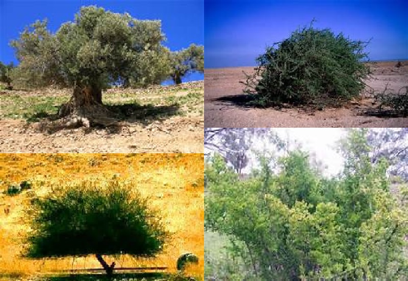 Penanaman Pohon Gharqad Di Israel Kenapa Pohon Gharqad Melindungi ...