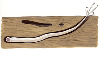 Cacing Kapal, Hewan Kecil yang Ditakuti Para Pelaut | RE Tawon