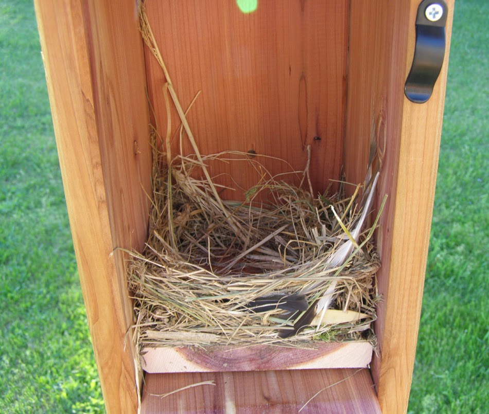 Our Barn Swallow Friends: A Bluebird Nest Box: The Tenants Arrive!