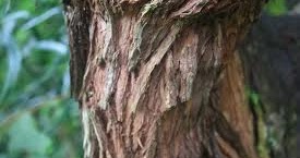 mengkawi blog: Khasiat Raja Kayu