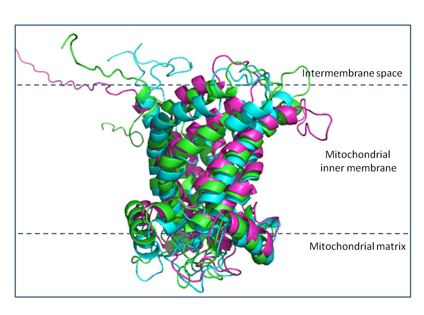 Mundo da Bioquímica (blog sobre bioquímica): Termogenina