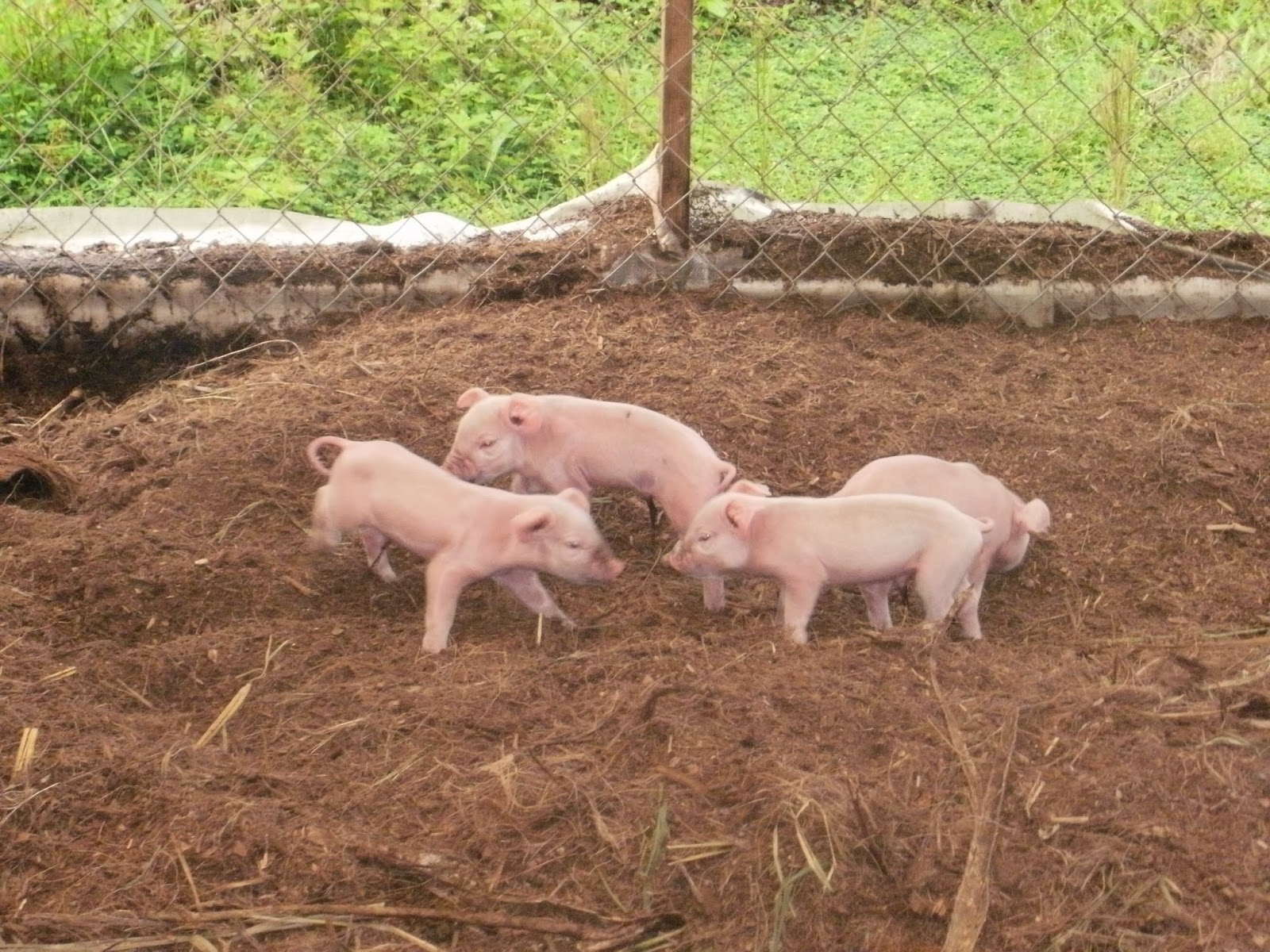 Hubbell's Hog Heaven: Big Mama's Small Litter