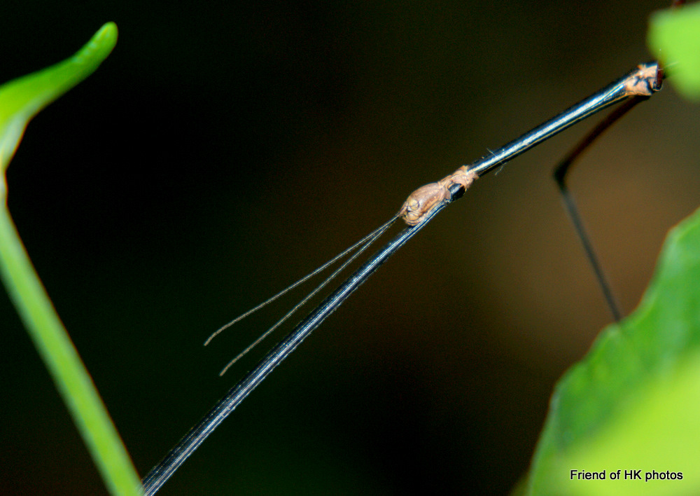 Photographic Wildlife Stories in UK/Hong Kong: Stick Insect