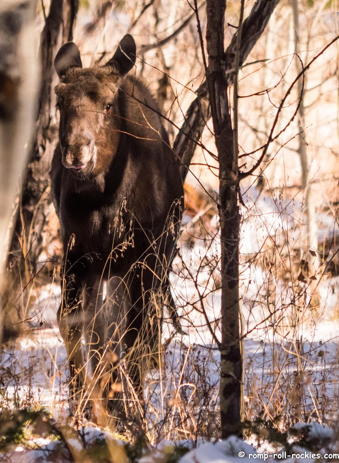 Romping and Rolling in the Rockies: A Hard-Charging Moose