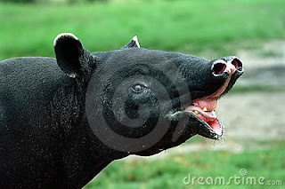 Funny Pics: Funny Tapir Pics