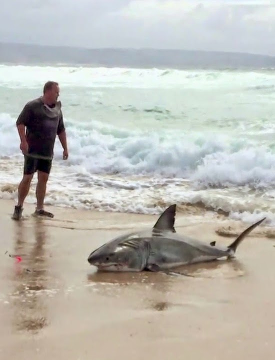 Baby Great White Shark fights for its life - Art'einsky