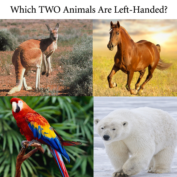 The Amazing Animal Kingdom: Which TWO of these Animals are Left Handed?